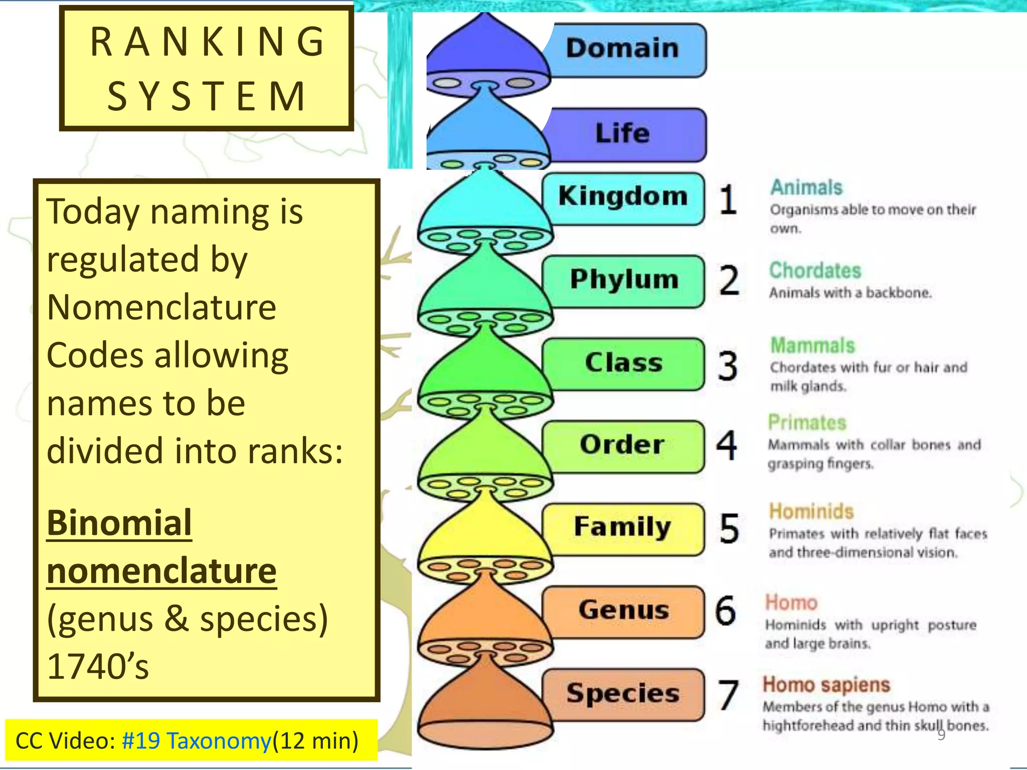 Phylogenetics: Classification Notes | PPTX