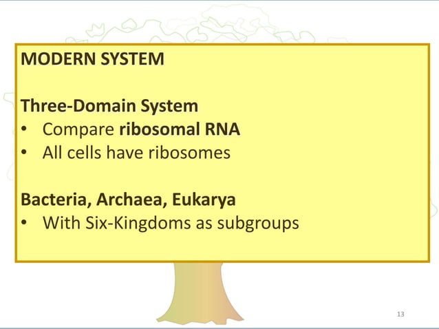 Phylogenetics: Classification Notes | PPTX