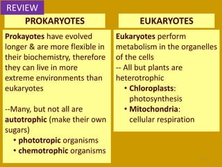 Phylogenetics: Classification Notes | PPTX
