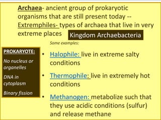 Phylogenetics: Classification Notes | PPTX