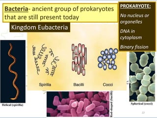 Phylogenetics: Classification Notes | PPTX