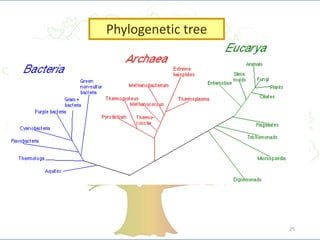 Phylogenetics: Classification Notes | PPTX