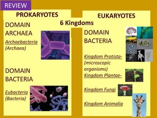Phylogenetics: Classification Notes | PPTX