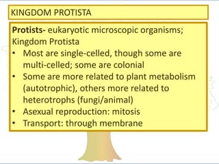 Phylogenetics: Classification Notes | PPTX
