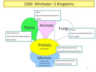 Phylogenetics: Classification Notes | PPTX