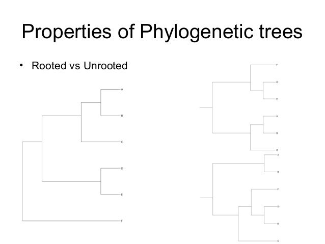 Phylogenetics1