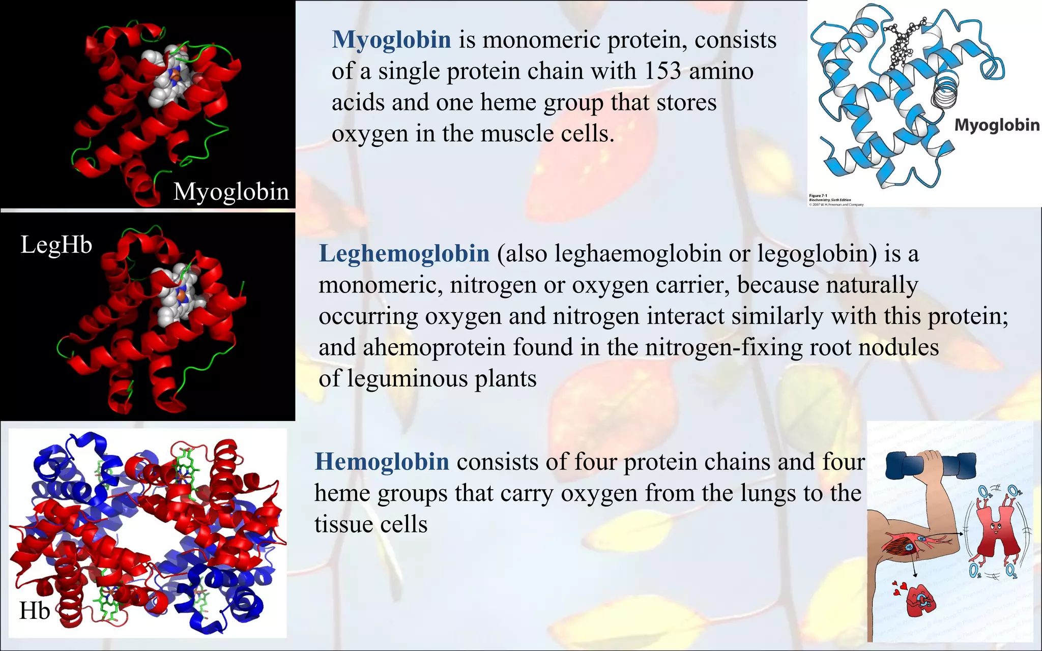 Phylogenetics | PPT