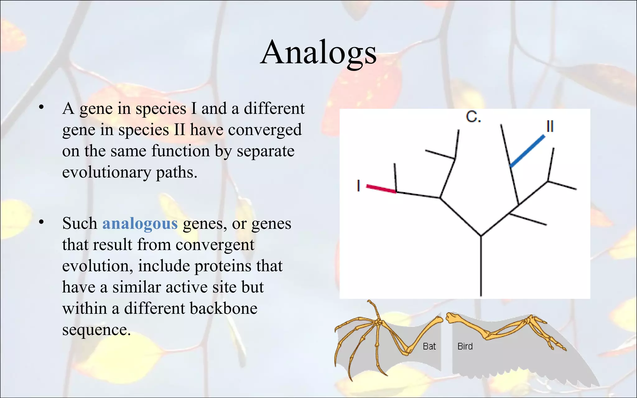 Phylogenetics | PPT