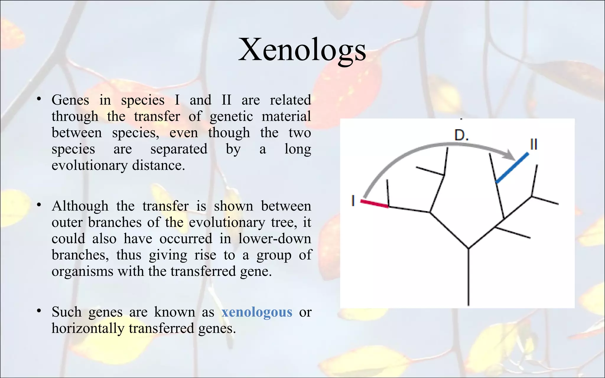 Phylogenetics | PPT