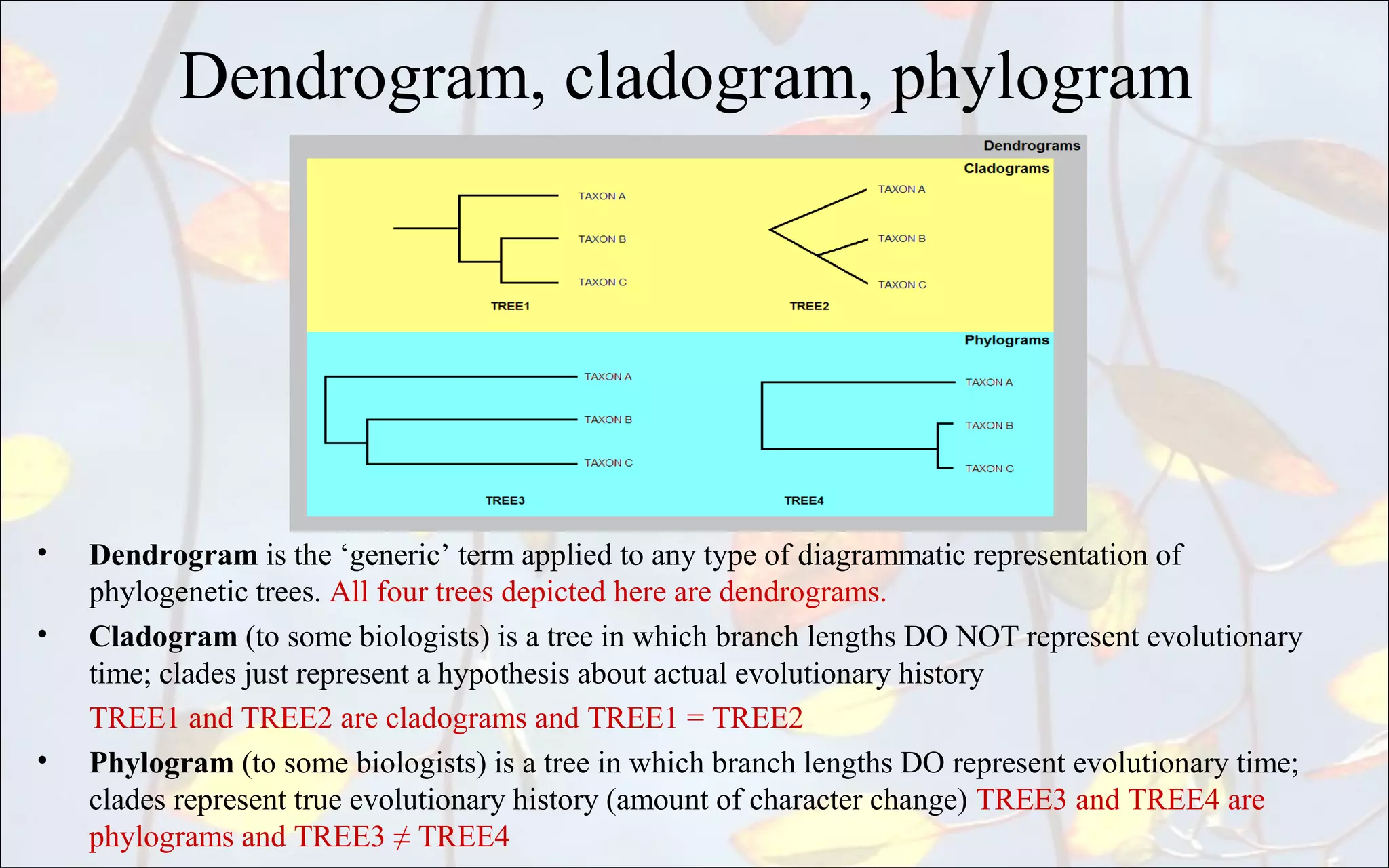 Phylogenetics | PPT