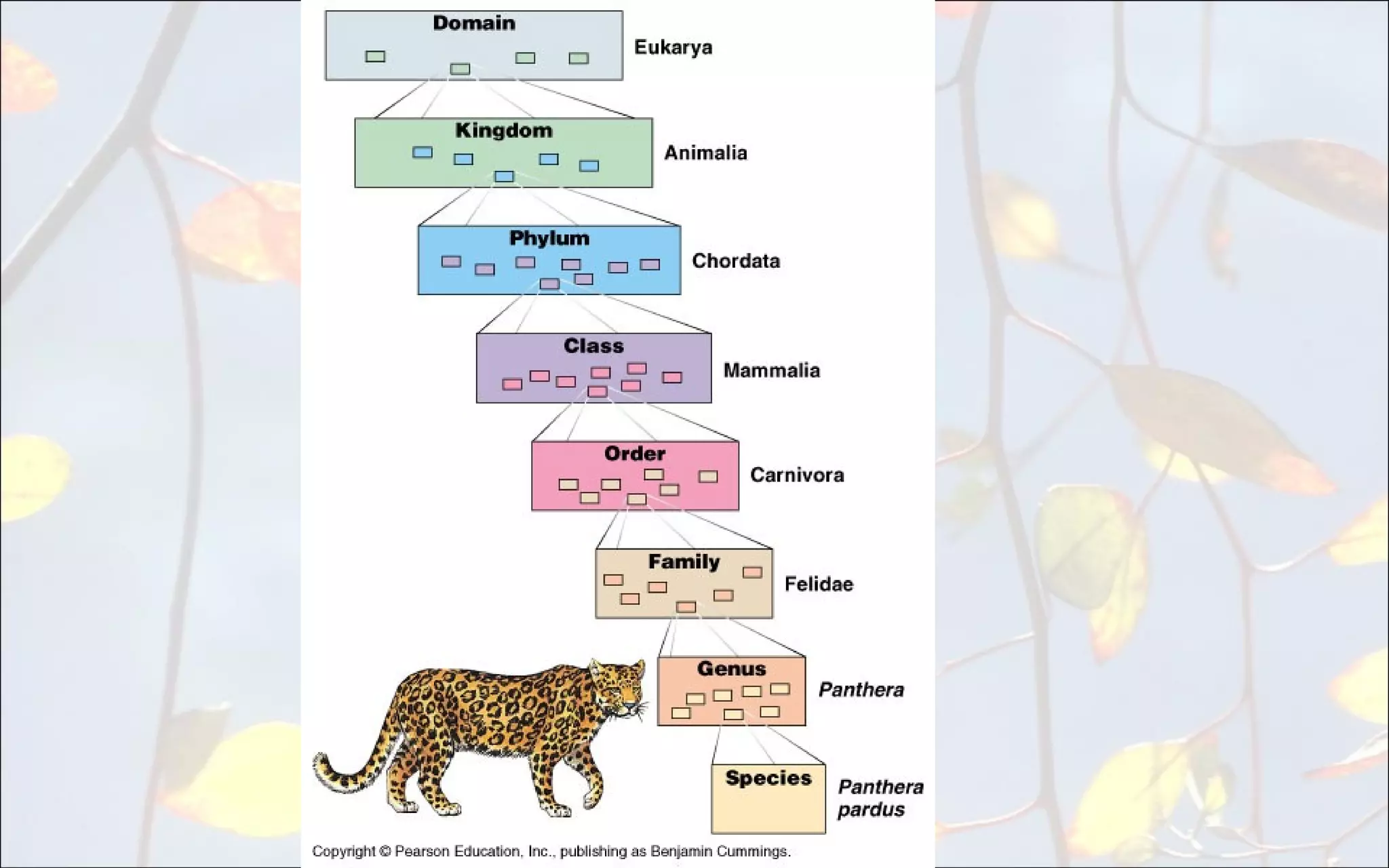 Phylogenetics | PPT