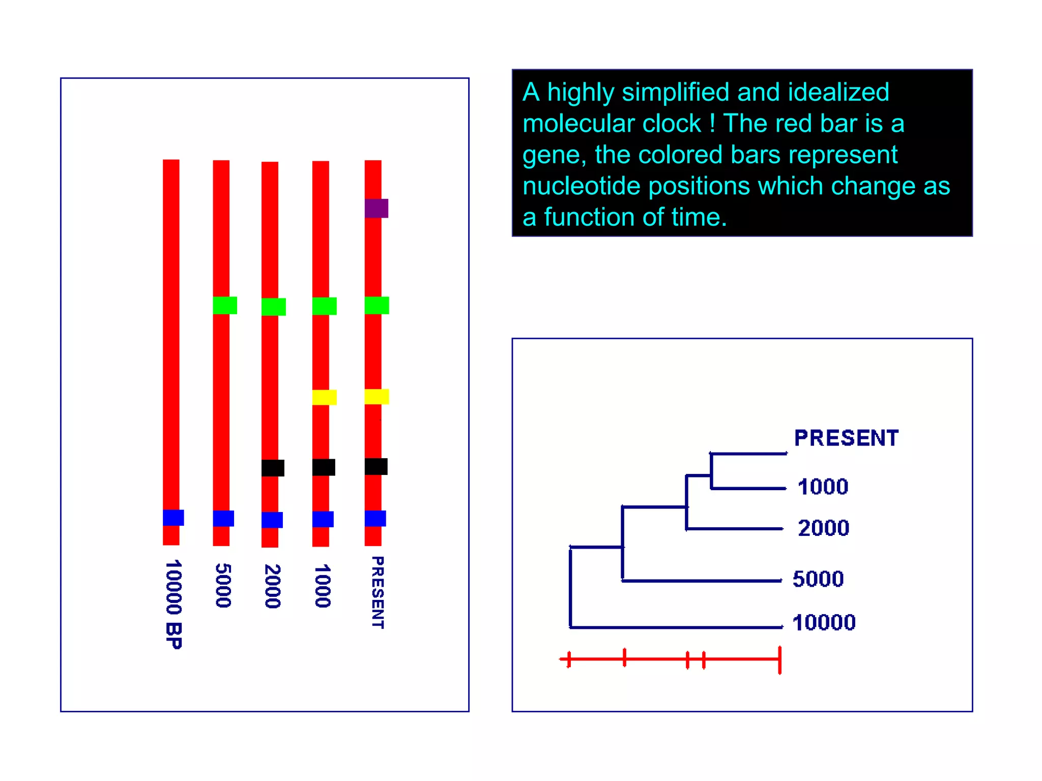 PHYLOGENETICS WITH MEGA | PPT