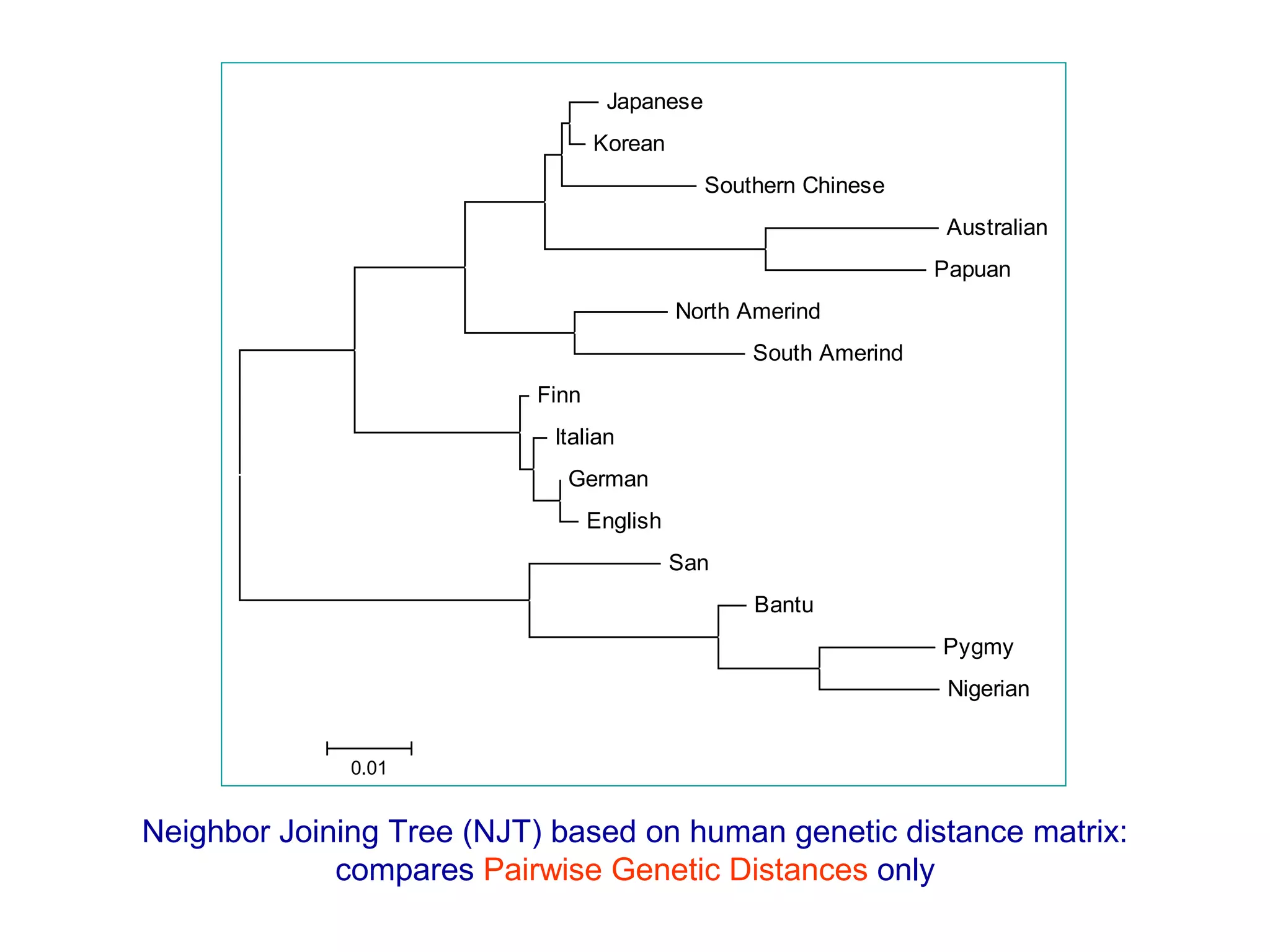 PHYLOGENETICS WITH MEGA | PPT