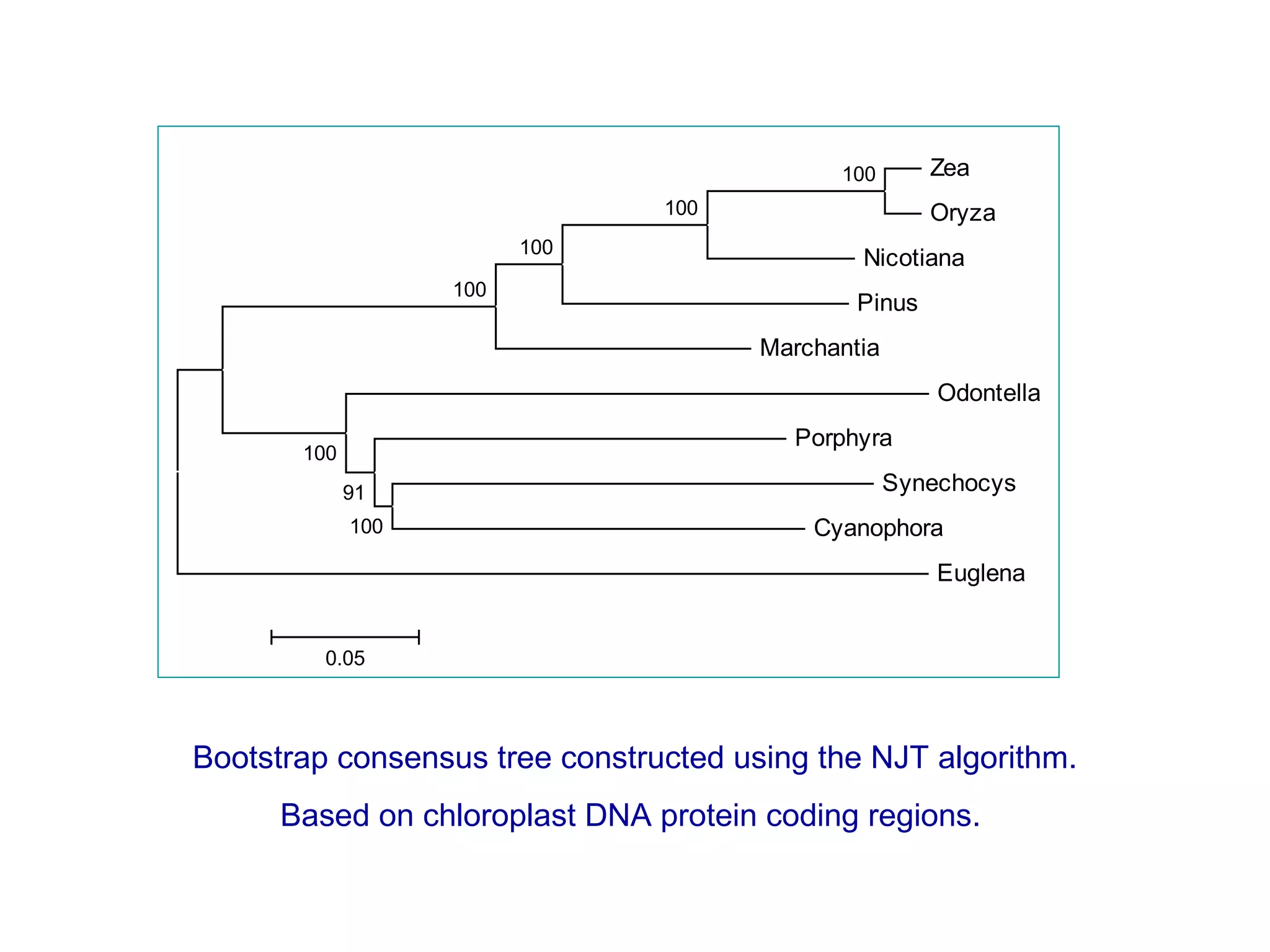 PHYLOGENETICS WITH MEGA | PPT