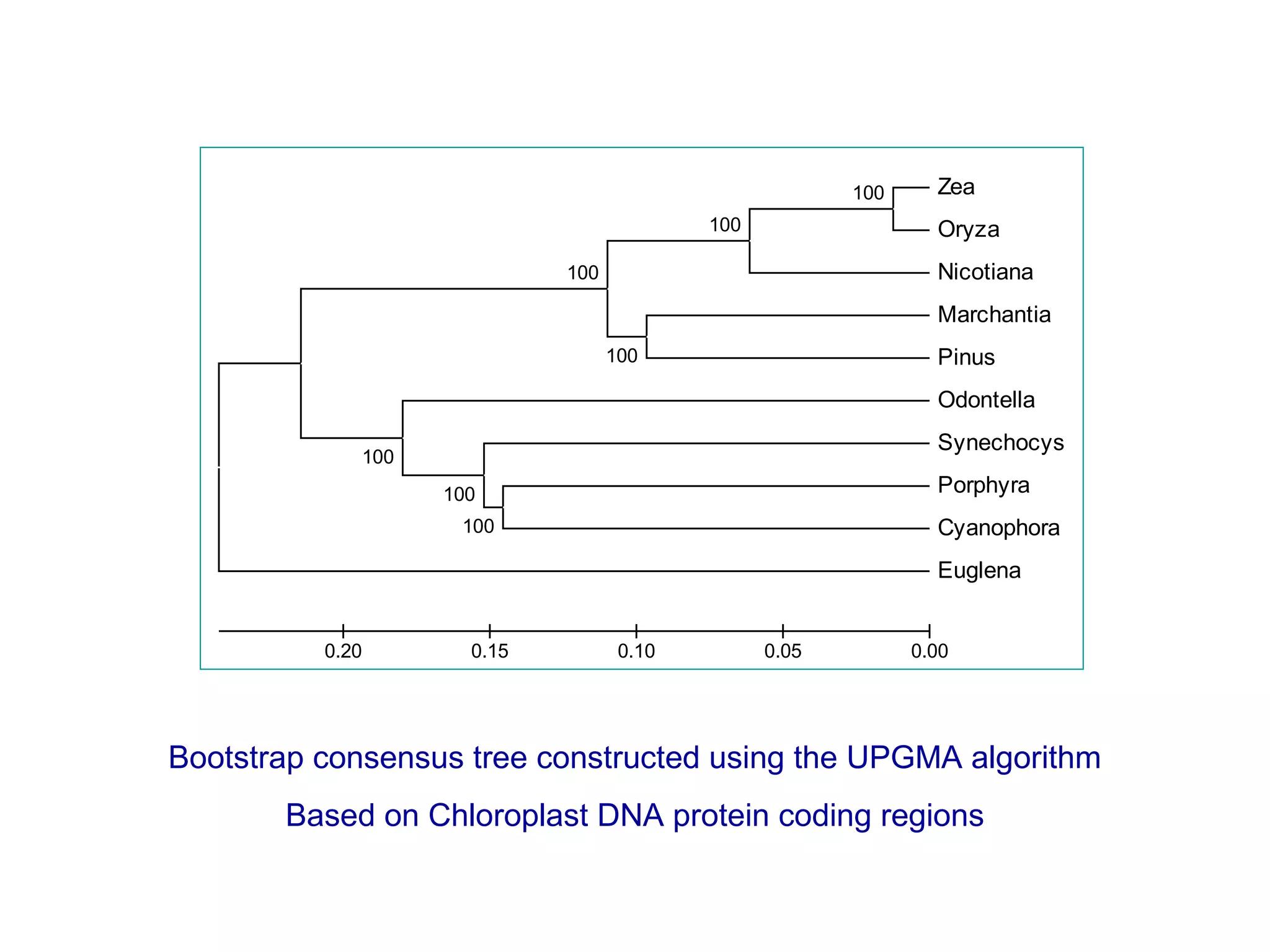 PHYLOGENETICS WITH MEGA | PPT