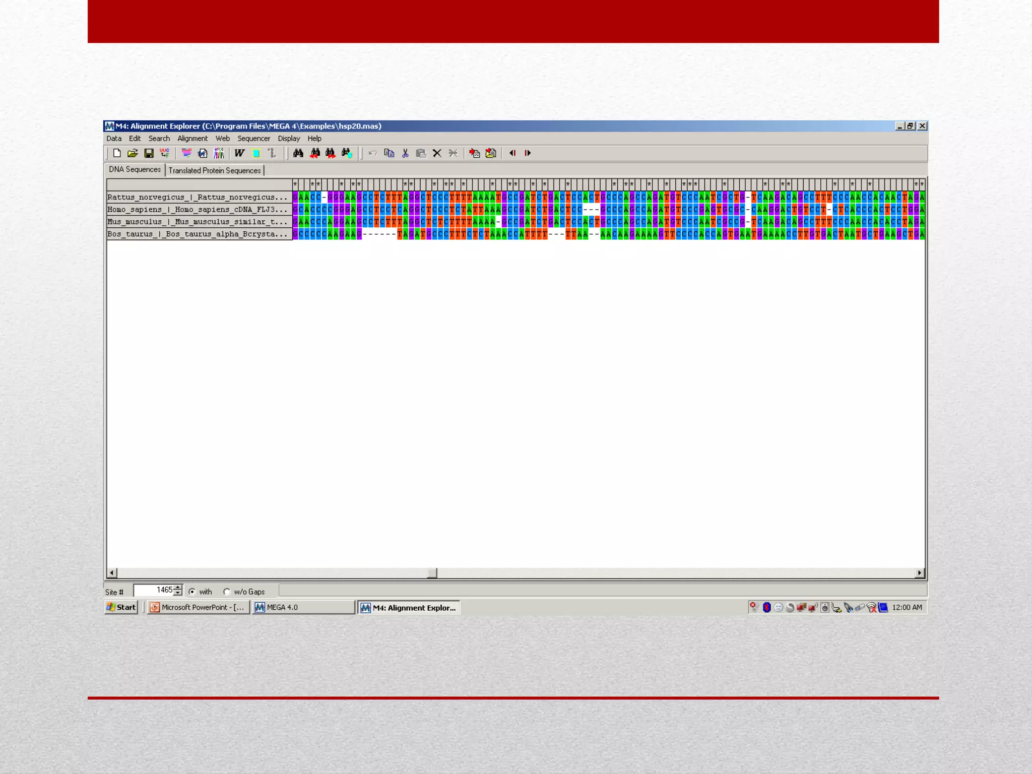 PHYLOGENETICS WITH MEGA | PPT