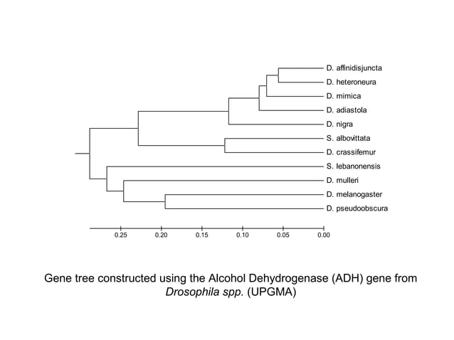 PHYLOGENETICS WITH MEGA | PPT | Genetics | Science