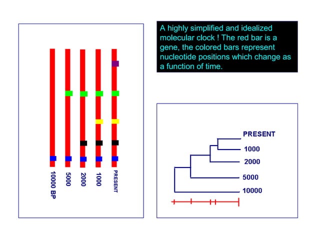 PHYLOGENETICS WITH MEGA | PPT | Genetics | Science