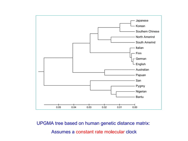 PHYLOGENETICS WITH MEGA | PPT | Genetics | Science