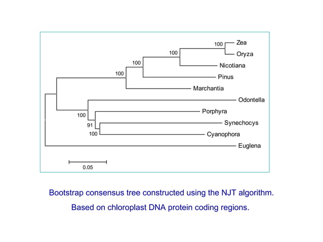 PHYLOGENETICS WITH MEGA | PPT | Genetics | Science