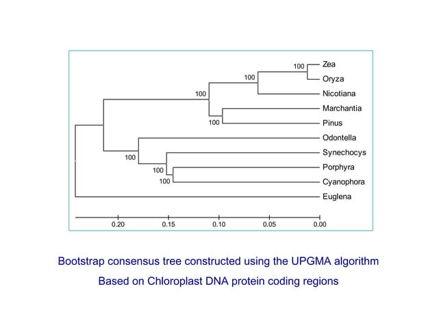 PHYLOGENETICS WITH MEGA | PPT | Genetics | Science