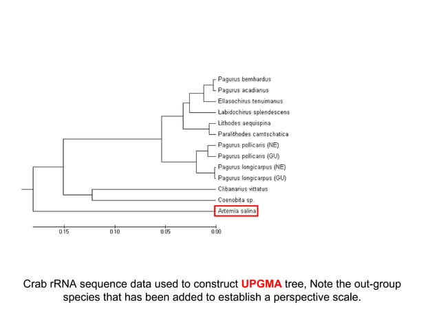 PHYLOGENETICS WITH MEGA | PPT | Genetics | Science