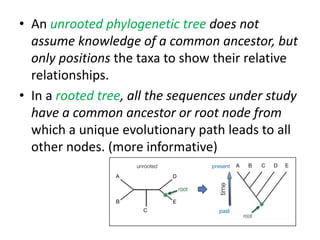 Phylogenetics Basics.pptx