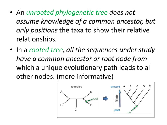 Phylogenetics Basics.pptx