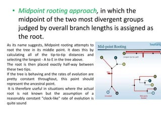 Phylogenetics Basics.pptx
