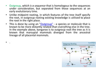 Phylogenetics Basics.pptx