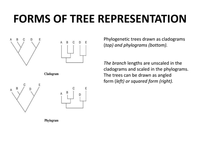 Phylogenetics Basics.pptx