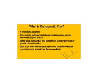 Phylogenetics Basics.pptx