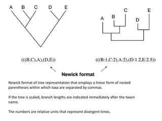 Phylogenetics Basics.pptx