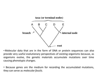 Phylogenetics Basics.pptx
