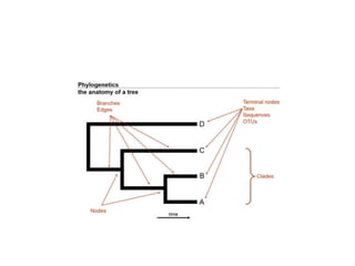 Phylogenetics Basics.pptx