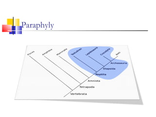 Phylogenetic studies | PPT