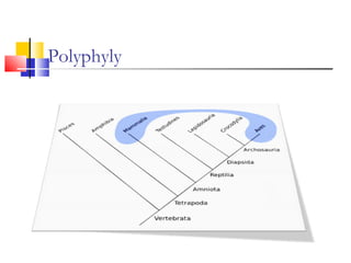 Phylogenetic studies | PPT