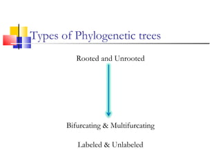Phylogenetic studies | PPT