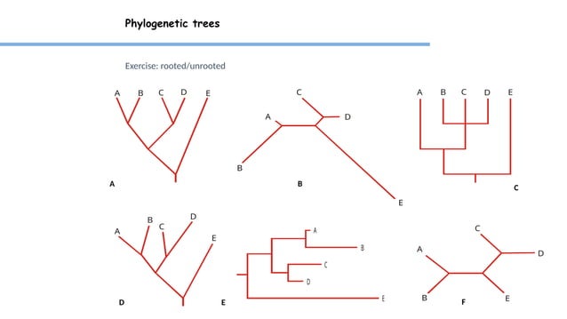 phylogenetic systematics.pptx......................... | PPTX