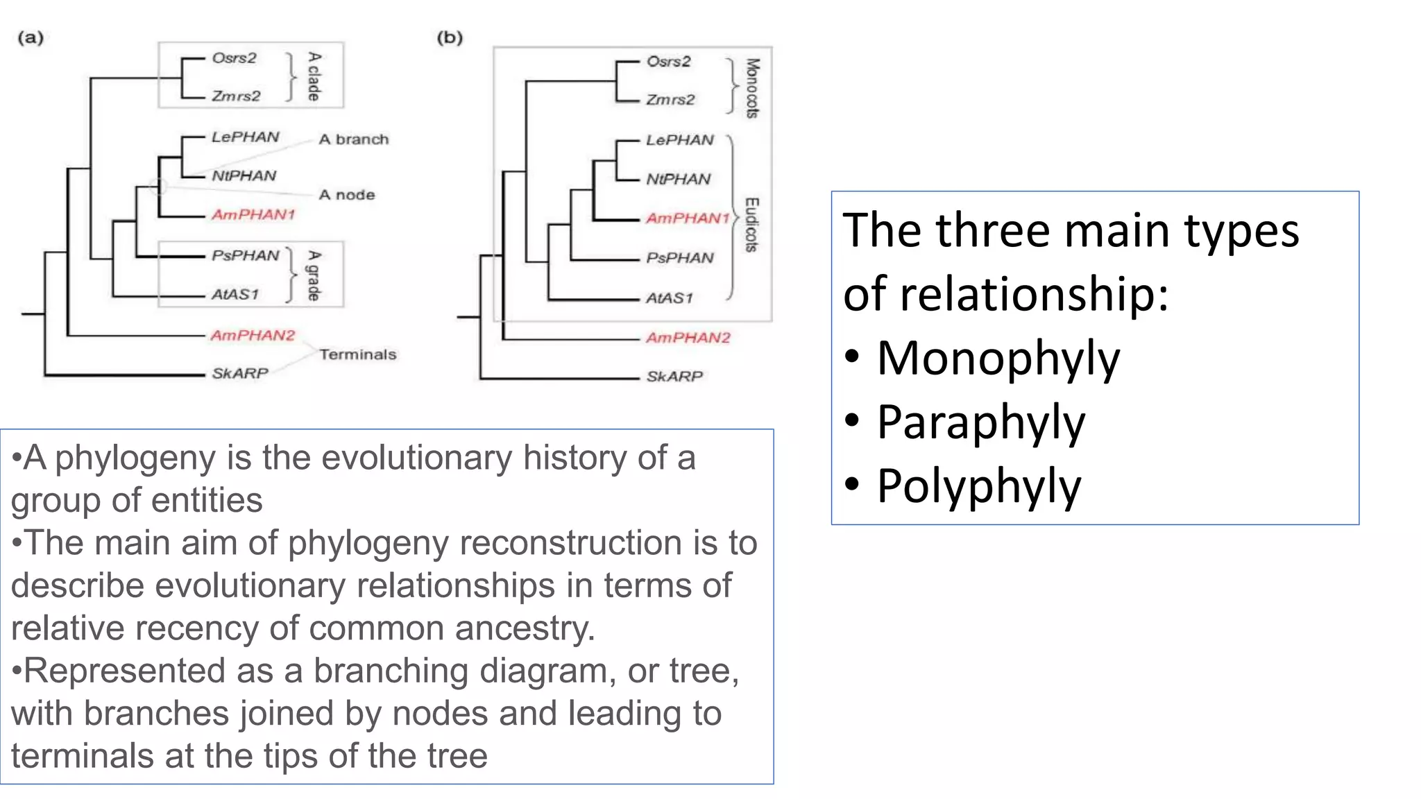 phylogenetic tree.pptx