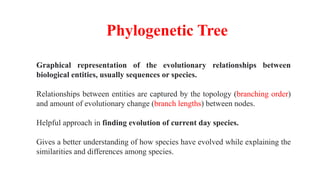 phylogenetic tree.pptx
