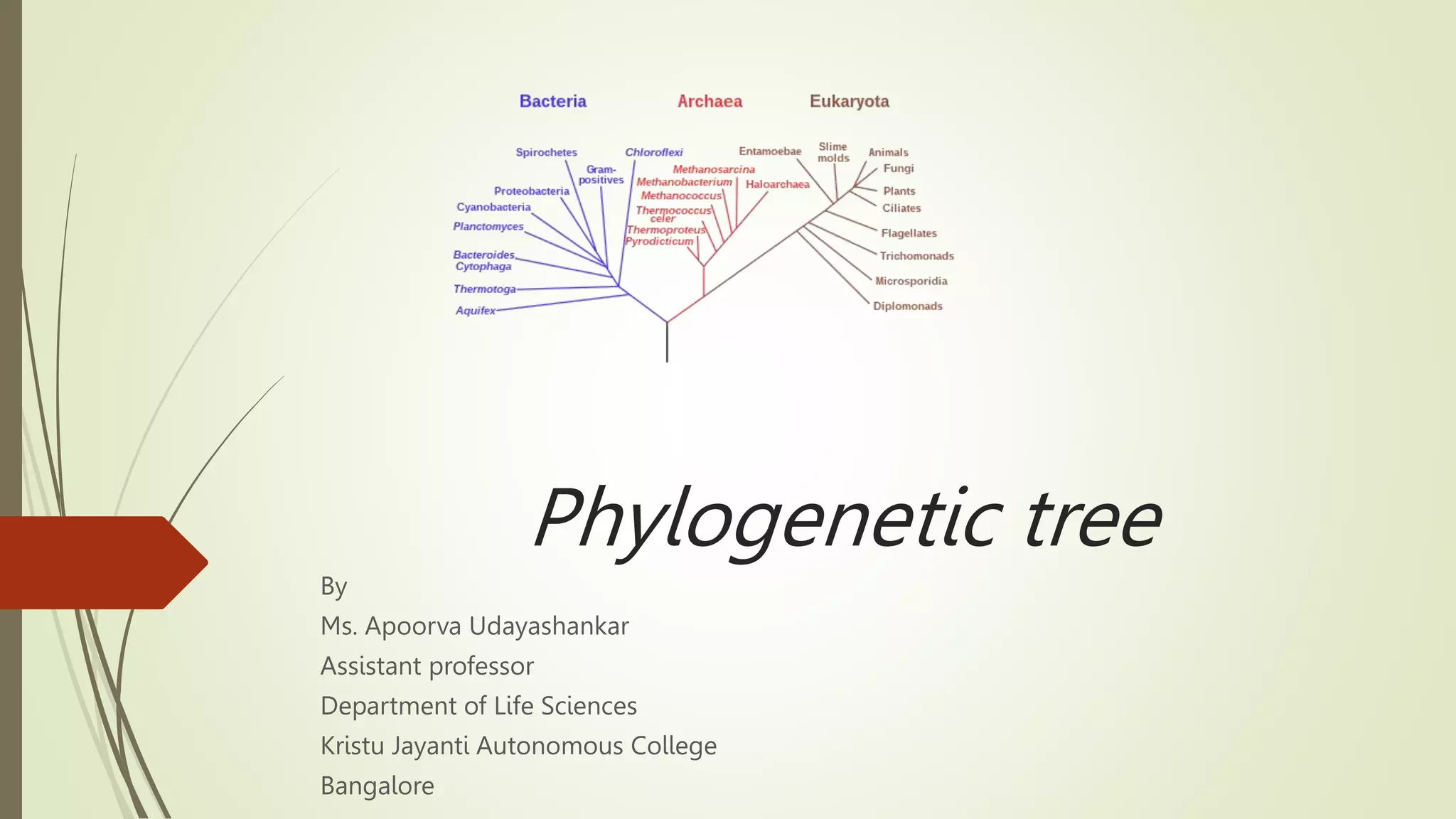 phylogenetic tree.pptx | Genealogy and Ancestry | Hobbies & Interests