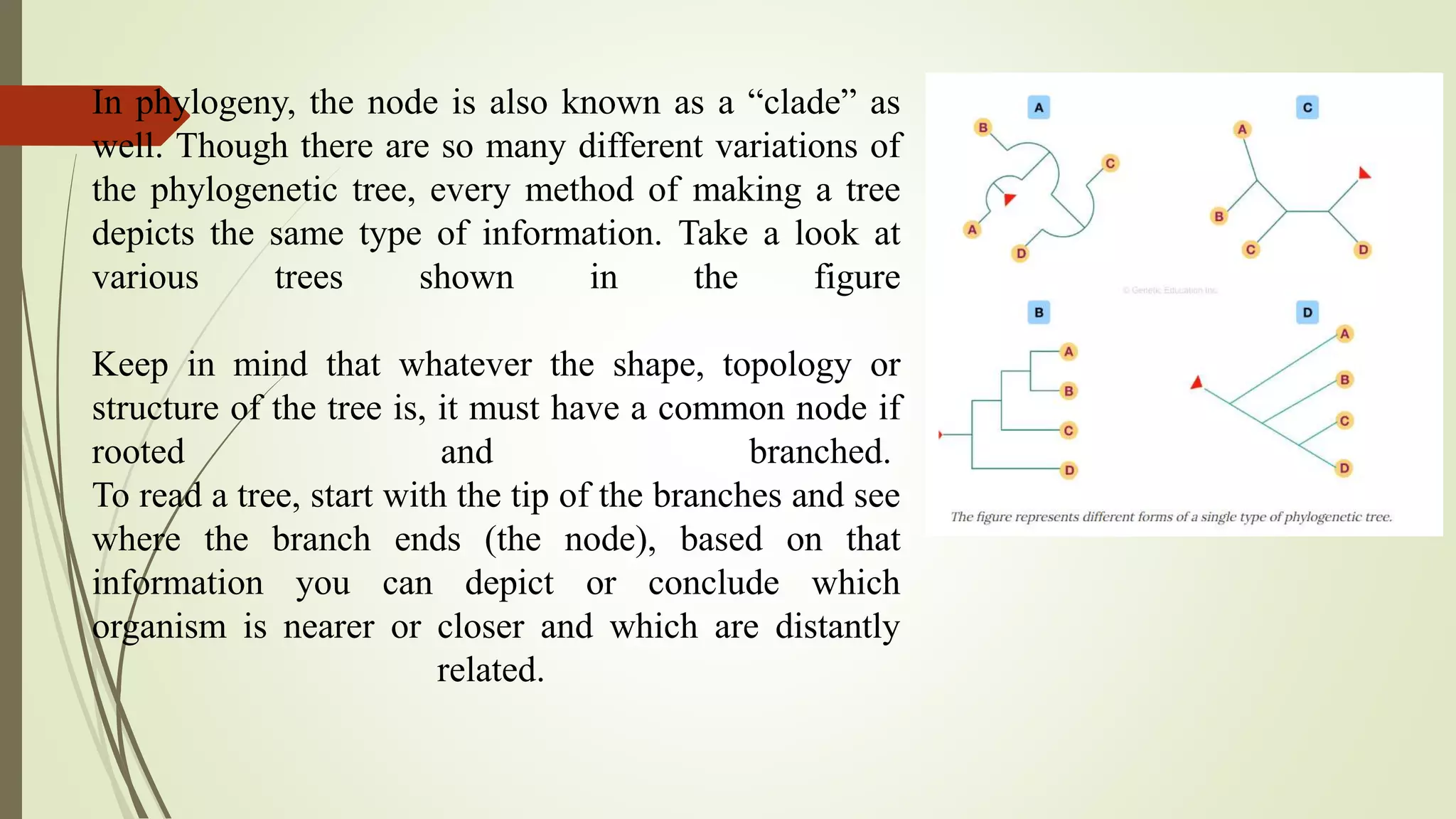 phylogenetic tree.pptx | Genealogy and Ancestry | Hobbies & Interests