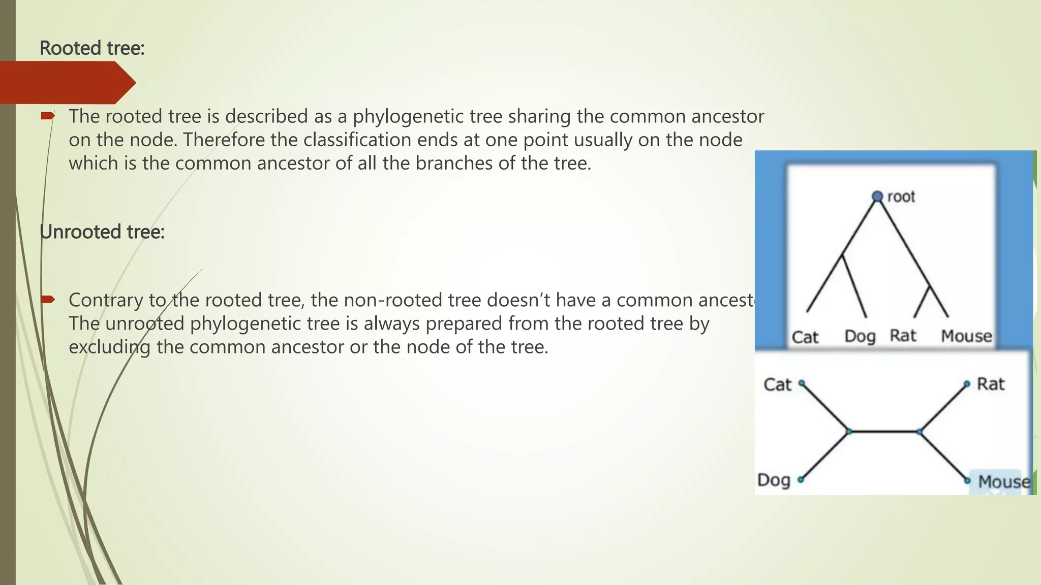 phylogenetic tree.pptx | Genealogy and Ancestry | Hobbies & Interests