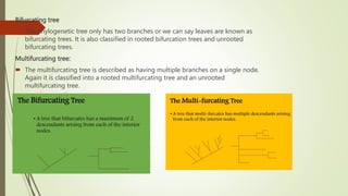 phylogenetic tree.pptx | Genealogy and Ancestry | Hobbies & Interests