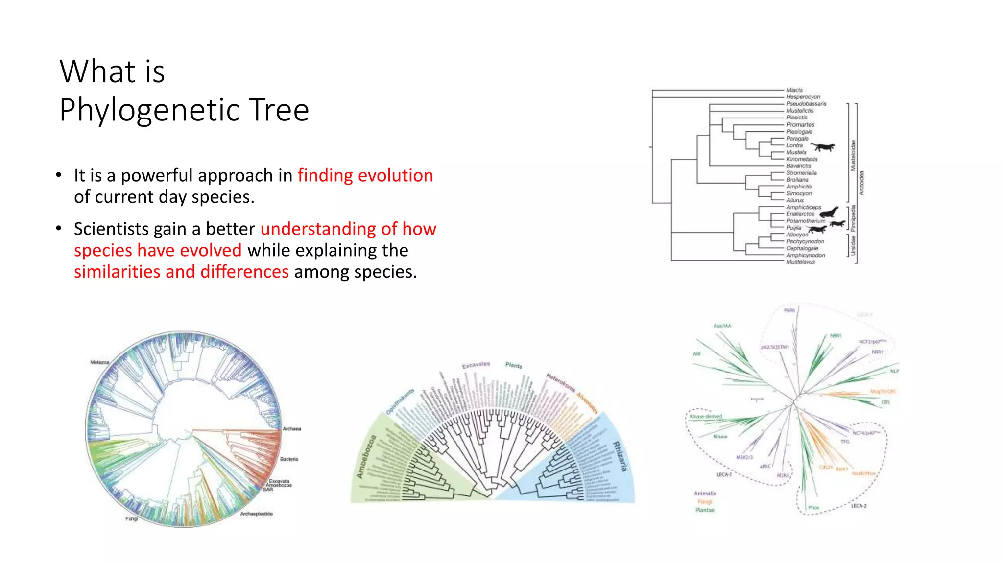 phylogenetic tree.pptx