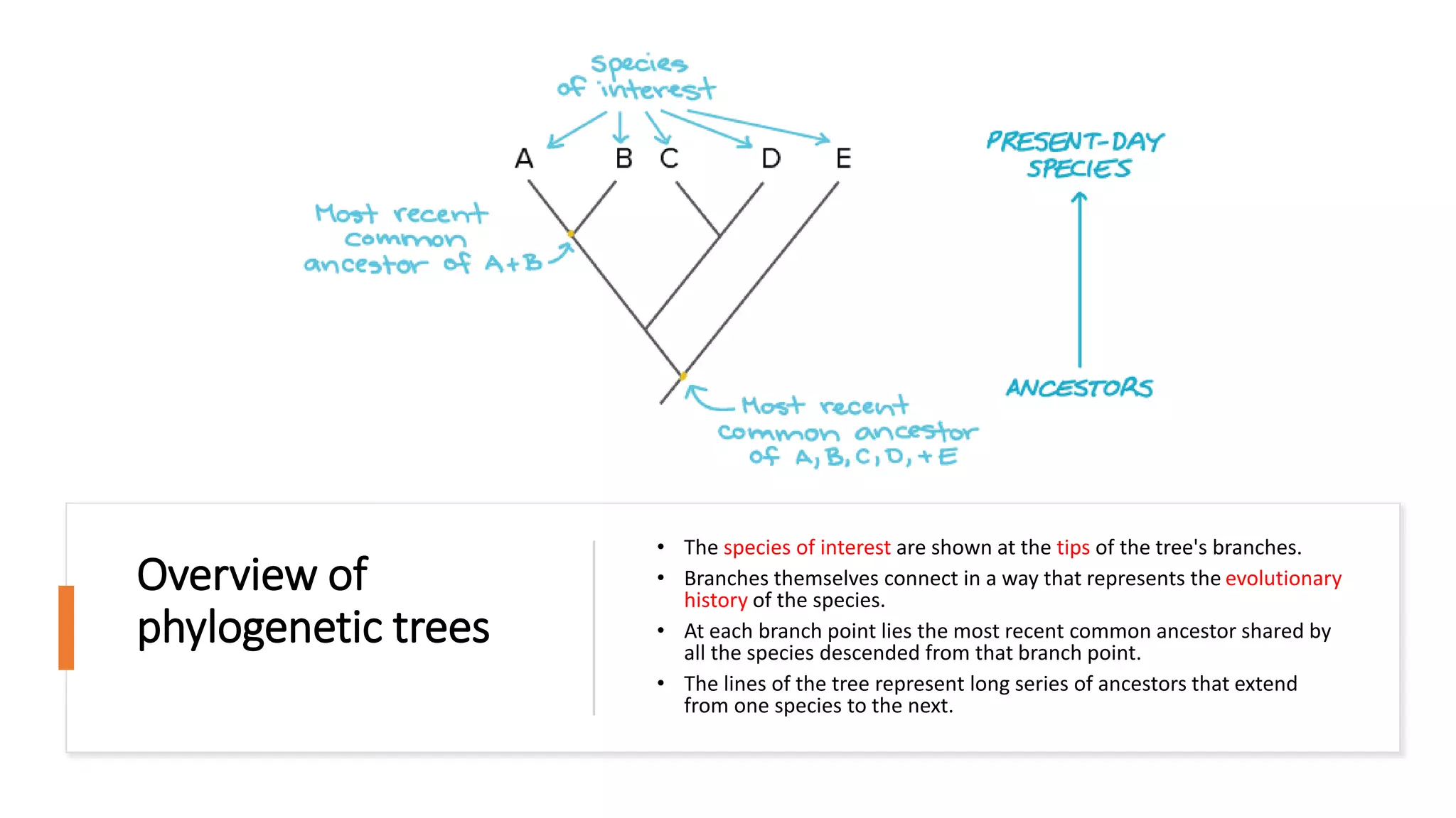phylogenetic tree.pptx