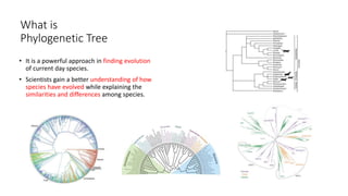 phylogenetic tree.pptx