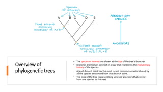 phylogenetic tree.pptx