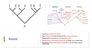 phylogenetic tree.pptx